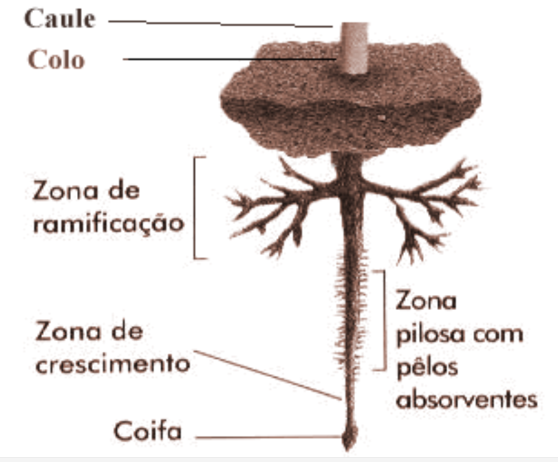 Estrutura E Funções Da Raíz Minha Matéria