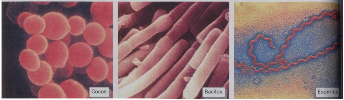 Seres Procarióticos – Reino Monera